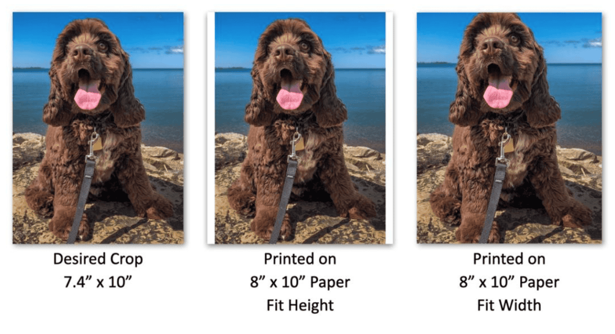 Editing for Impact - Cropping - Canadian Association for Photographic Art